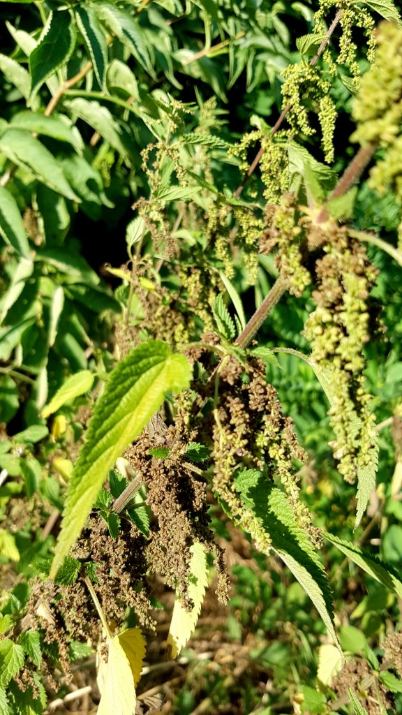Brennnesselsamen - Engelsgarten
