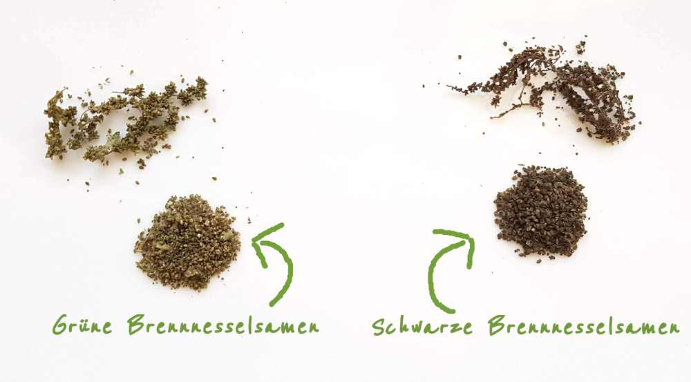 Brennnesselsamen sammeln, ernten, anwenden, Wirkung & Rezepte