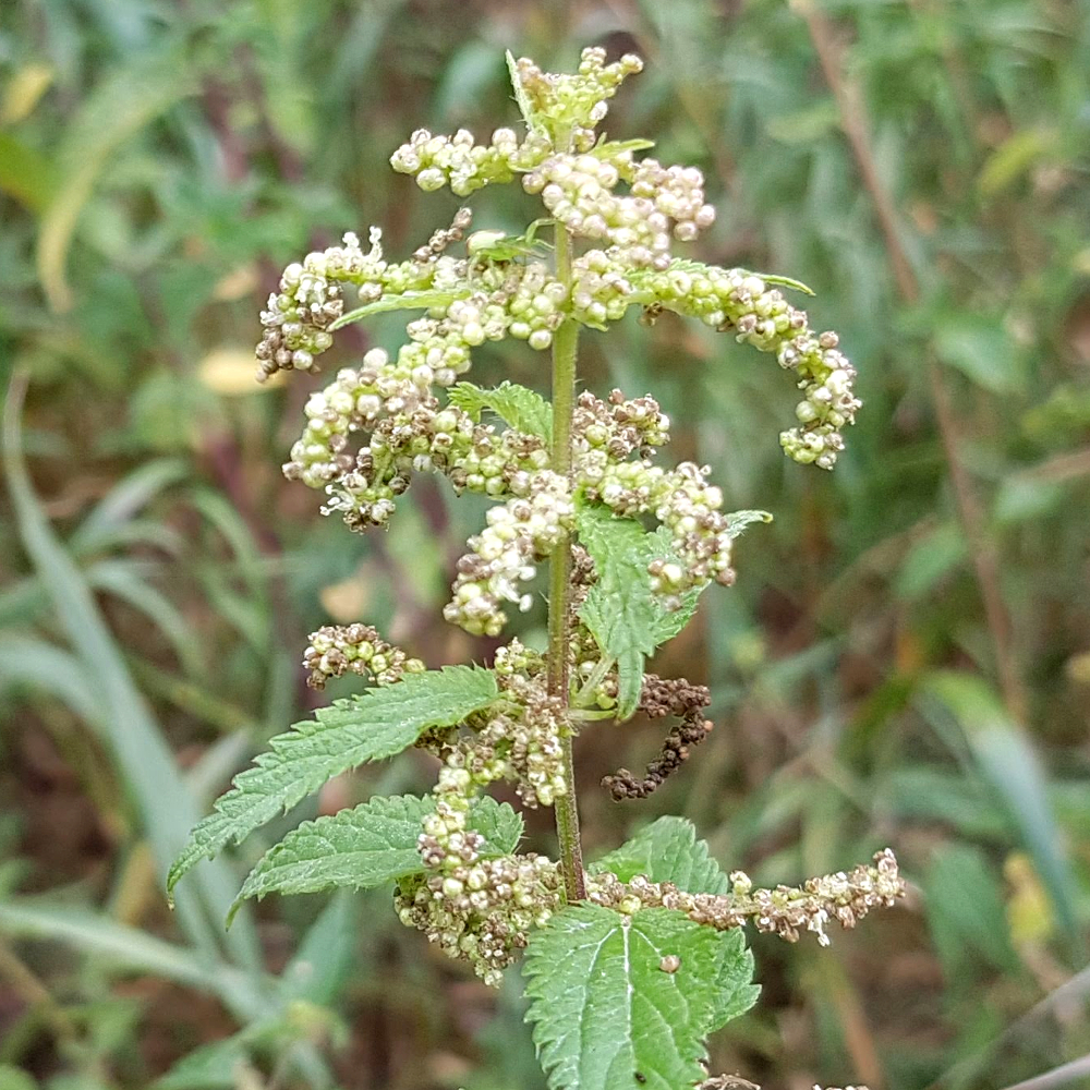 Brennnesselsamen sammeln, ernten, anwenden, Wirkung & Rezepte