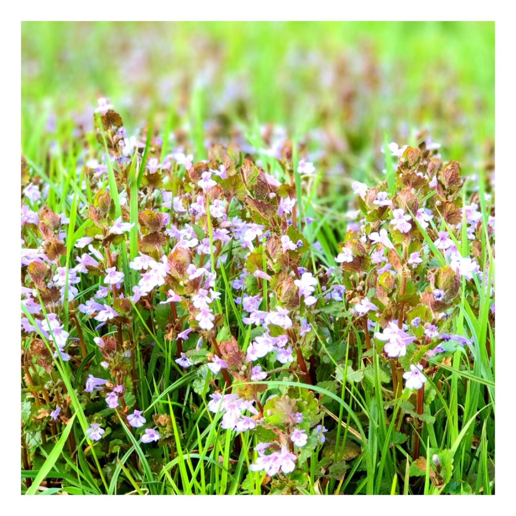 Gundelrebe Gundermann - Engelsgarten