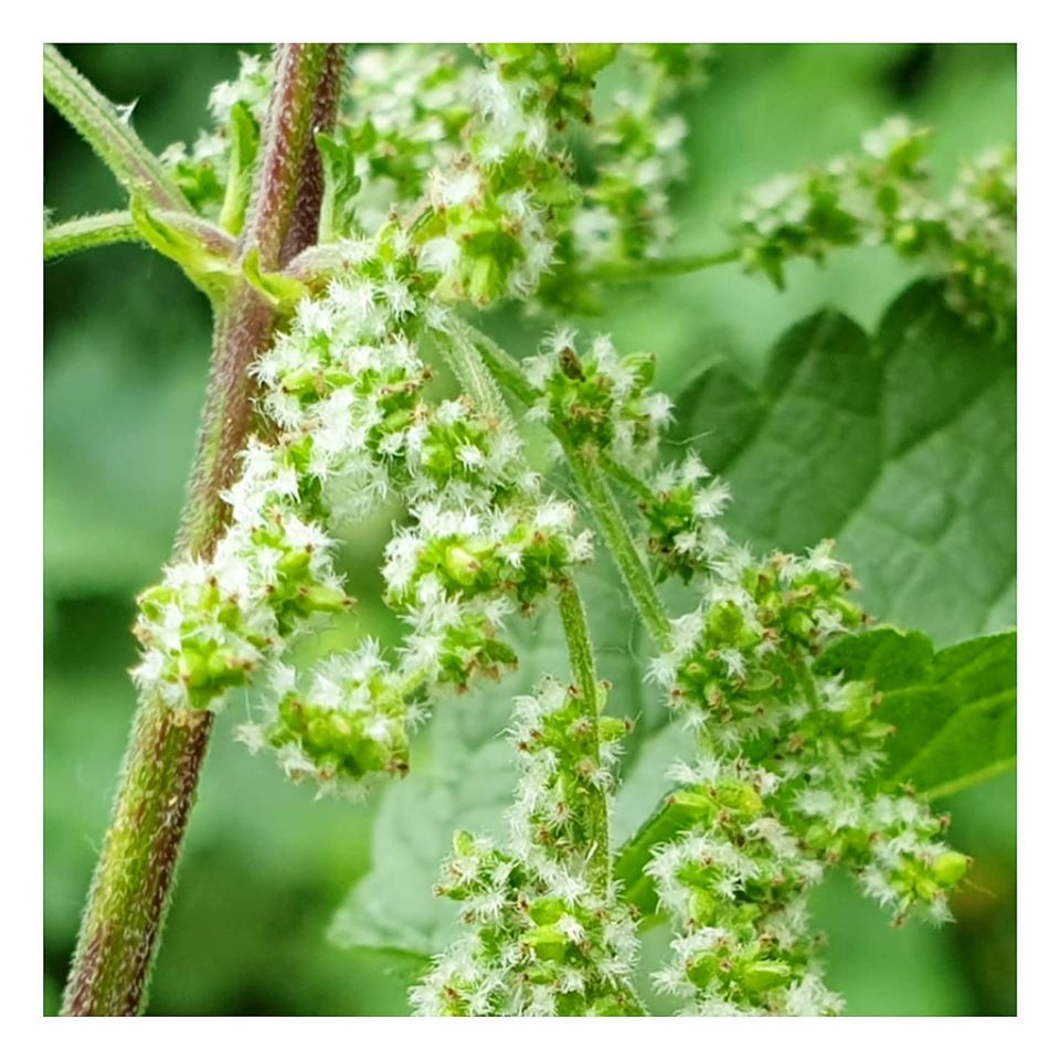 Brennnessel Tee und Tinktur - Engelsgarten
